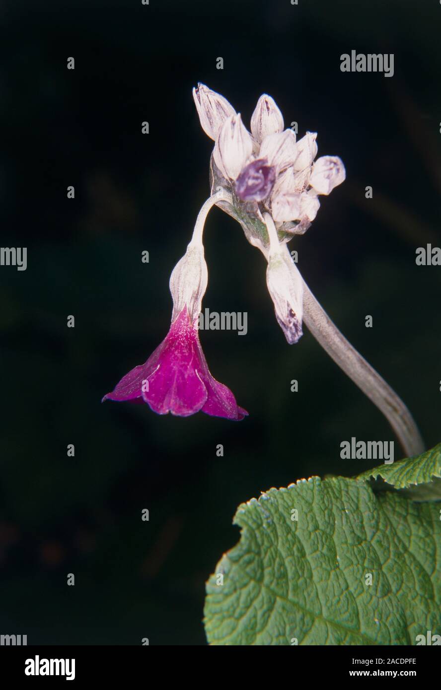Tibetan primrose (Primula alpicola) in a garden in June. Photographed ...