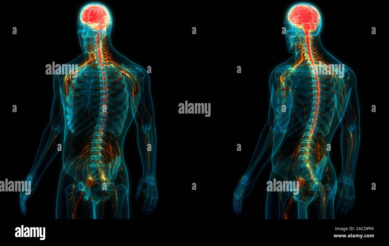 Central Organ of Human Nervous System brain Anatomy Stock Photo - Alamy