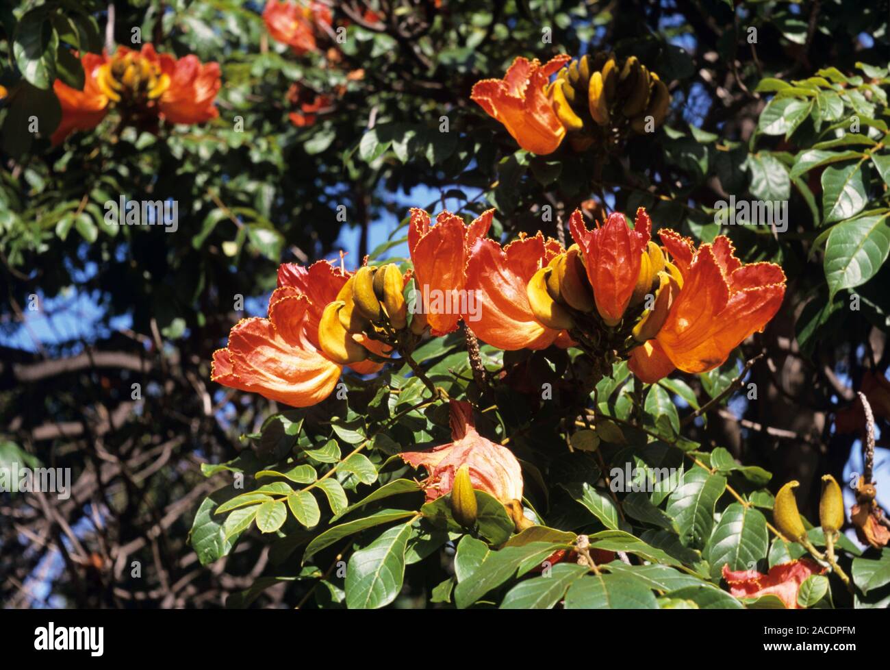 African tulip tree flowers (Spathodea campanulata) in January ...