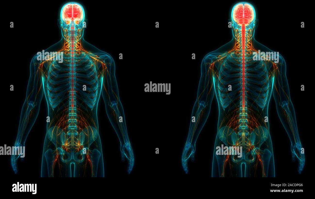 Central Organ of Human Nervous System brain Anatomy Stock Photo - Alamy