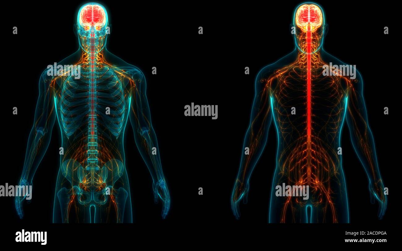 Central Organ of Human Nervous System brain Anatomy Stock Photo - Alamy