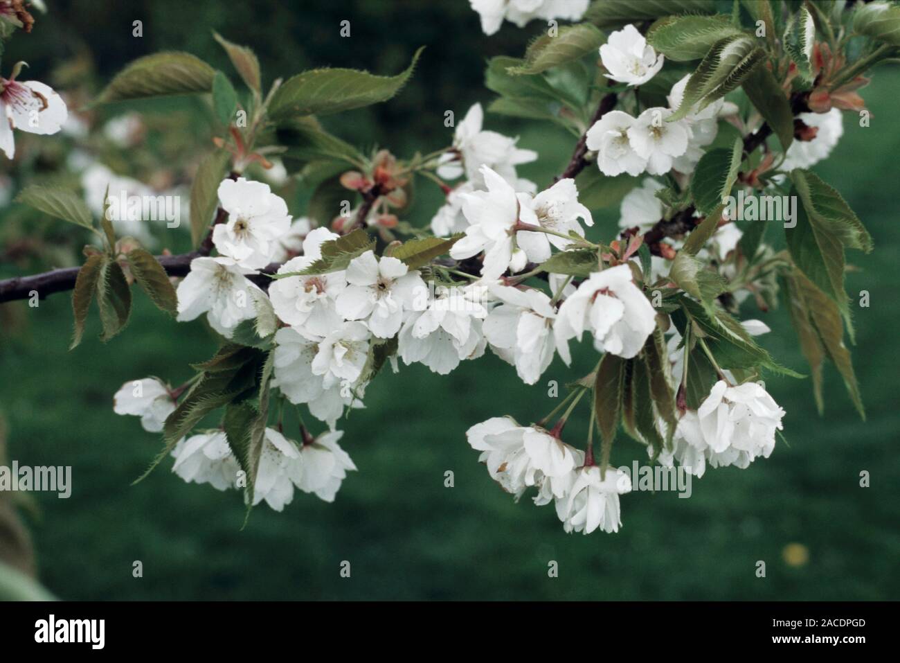 Great white cherry (Prunus 'Tai Haku') flowers Stock Photo - Alamy