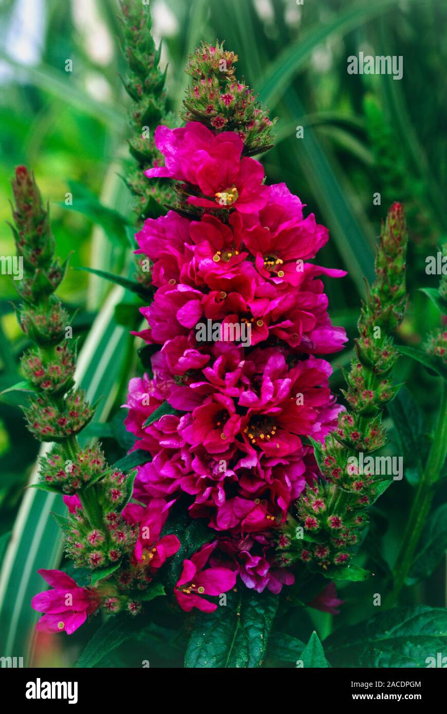 Purple loosestrife flower, Lythrum salicaria 'Robert' Stock Photo - Alamy