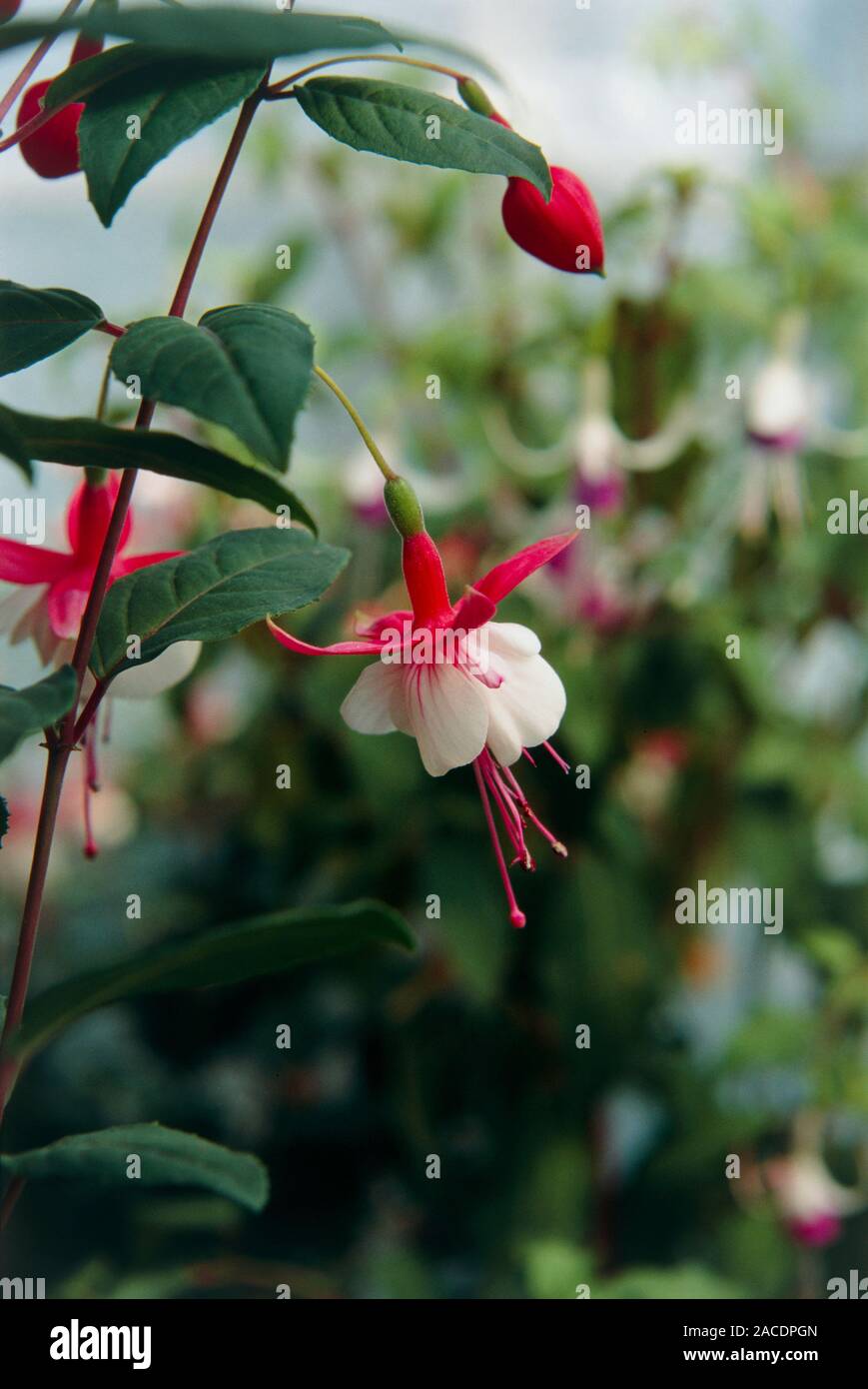 Fuchsia flower (Fuchsia 'Patio Princess'). This fuchsia has double ...