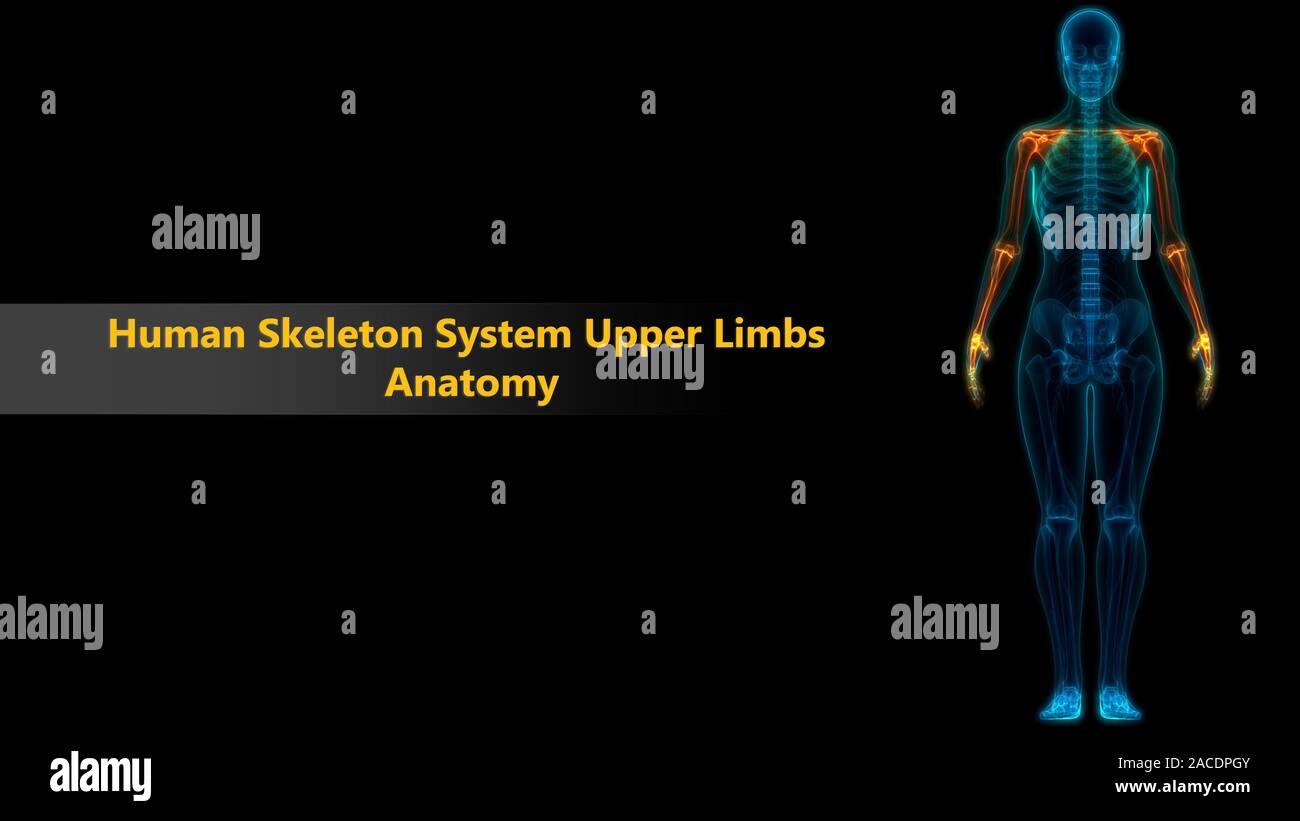 Human Skeleton System Bone Joints Anatomy Stock Photo - Alamy