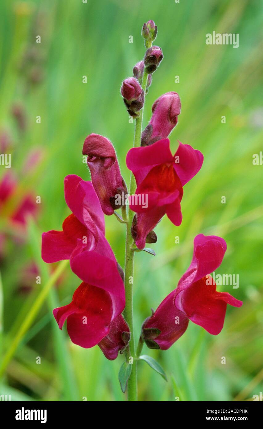 Wild snapdragon flowers. Flowers of the snapdragon plant (Antirrhinum ...