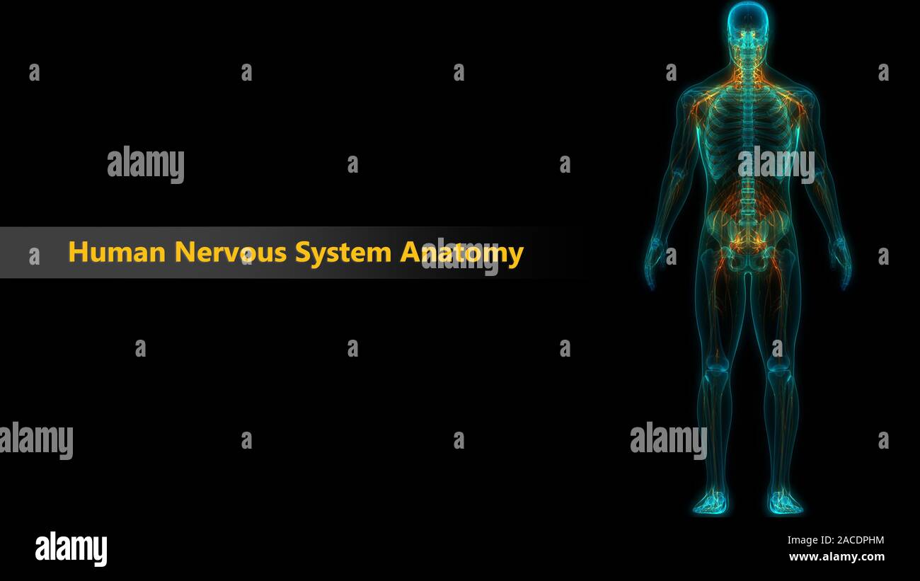 Human Body Nervous System Anatomy Stock Photo - Alamy