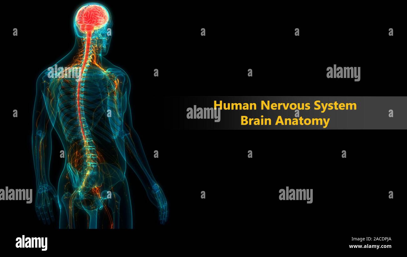 Central Organ of Human Nervous System brain Anatomy Stock Photo - Alamy