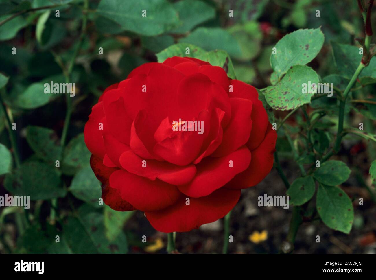 Rose flower (Rosa 'Lord Alexander of Tunis' Stock Photo - Alamy