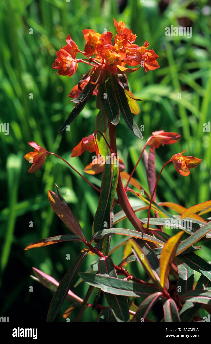 Euphorbia flowers (Euphorbia griffithii 'Fireglow' Stock Photo - Alamy