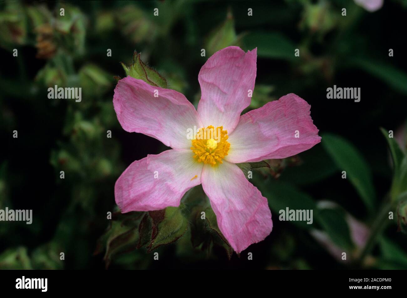Rock rose flower (Cistus 'Grayswood Pink' Stock Photo - Alamy