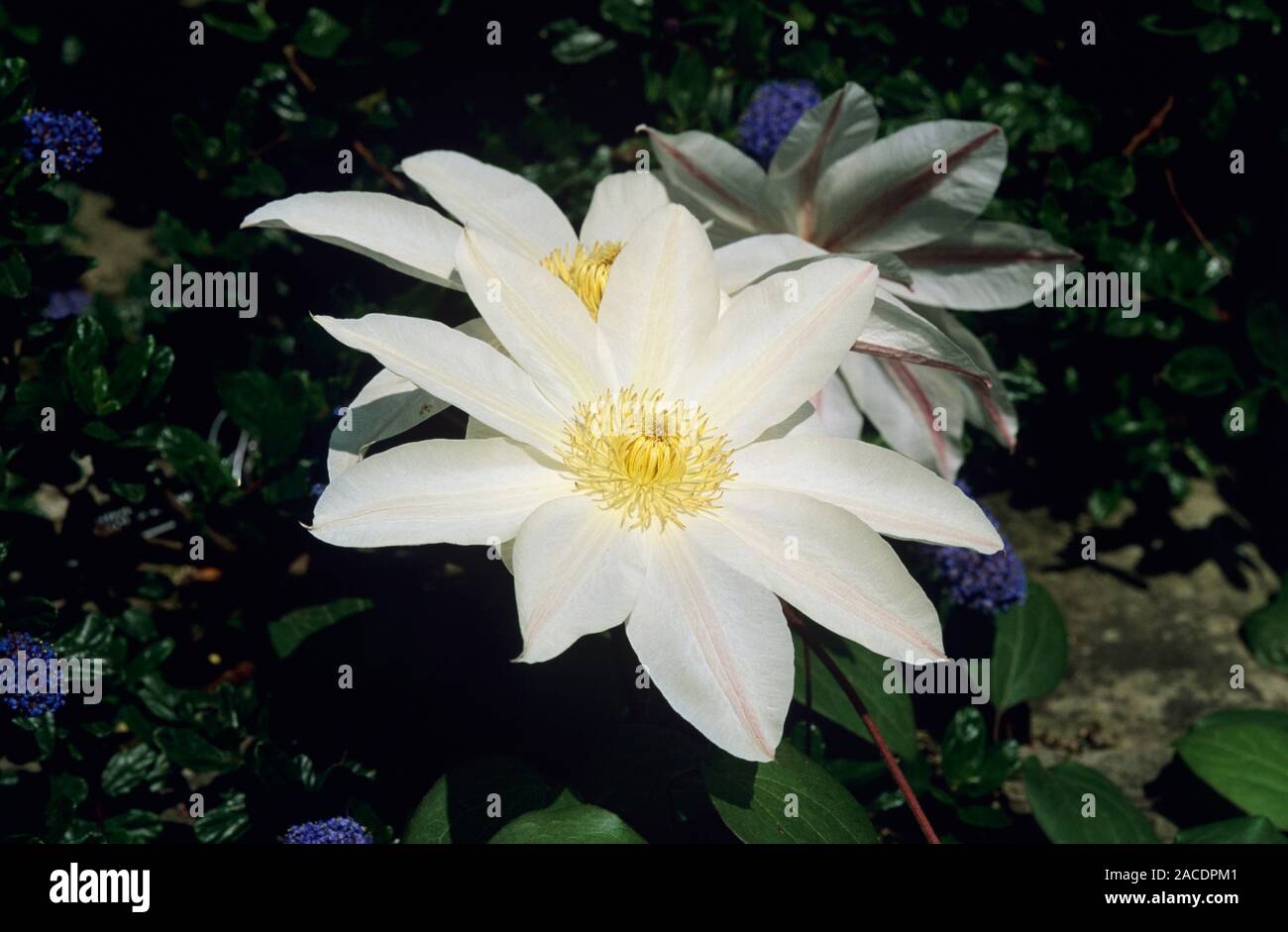 Clematis flower (Clematis 'Wada's Primrose' Stock Photo - Alamy