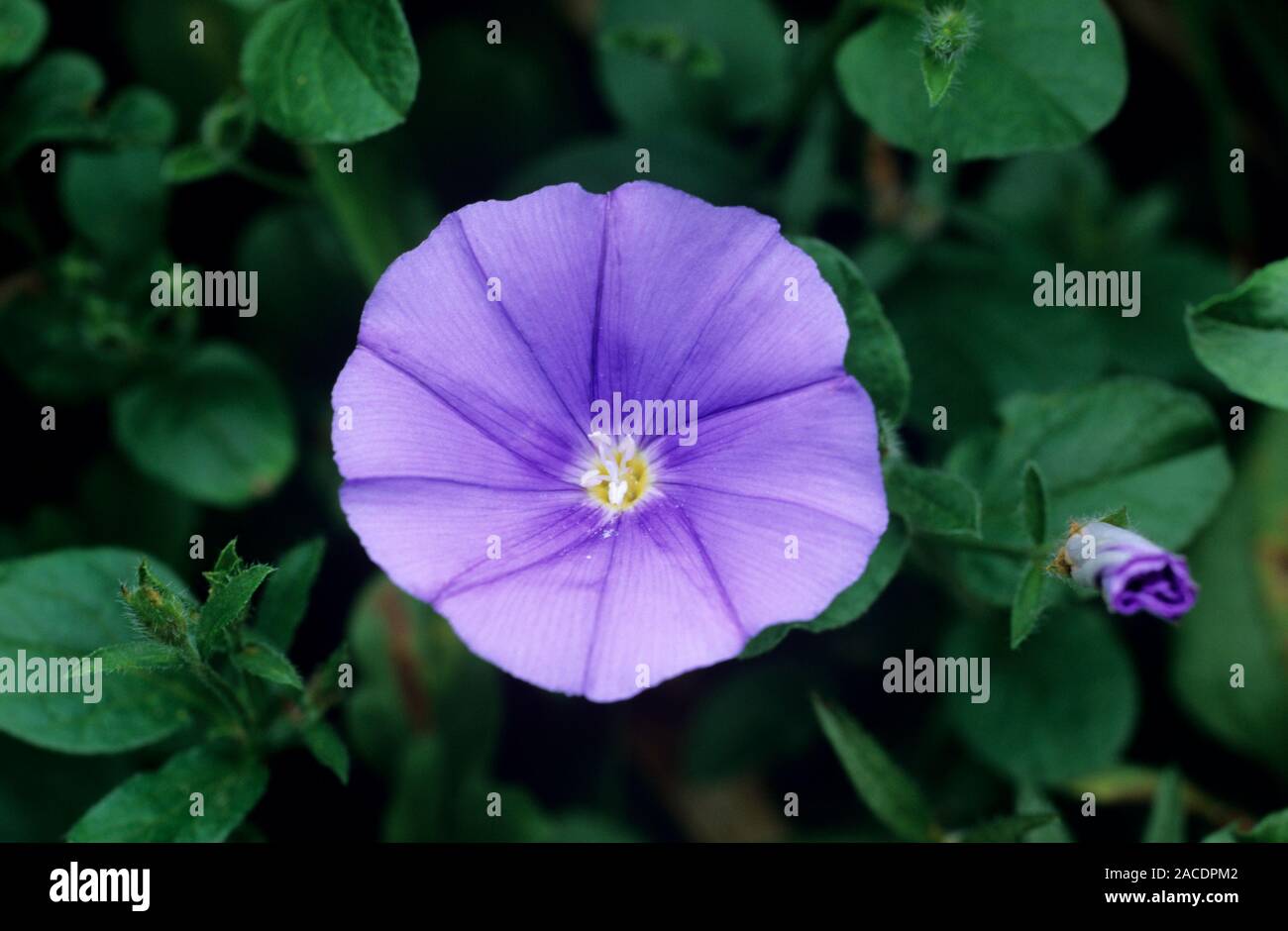Ground morning glory flower (Convolvulus sabatius Stock Photo - Alamy