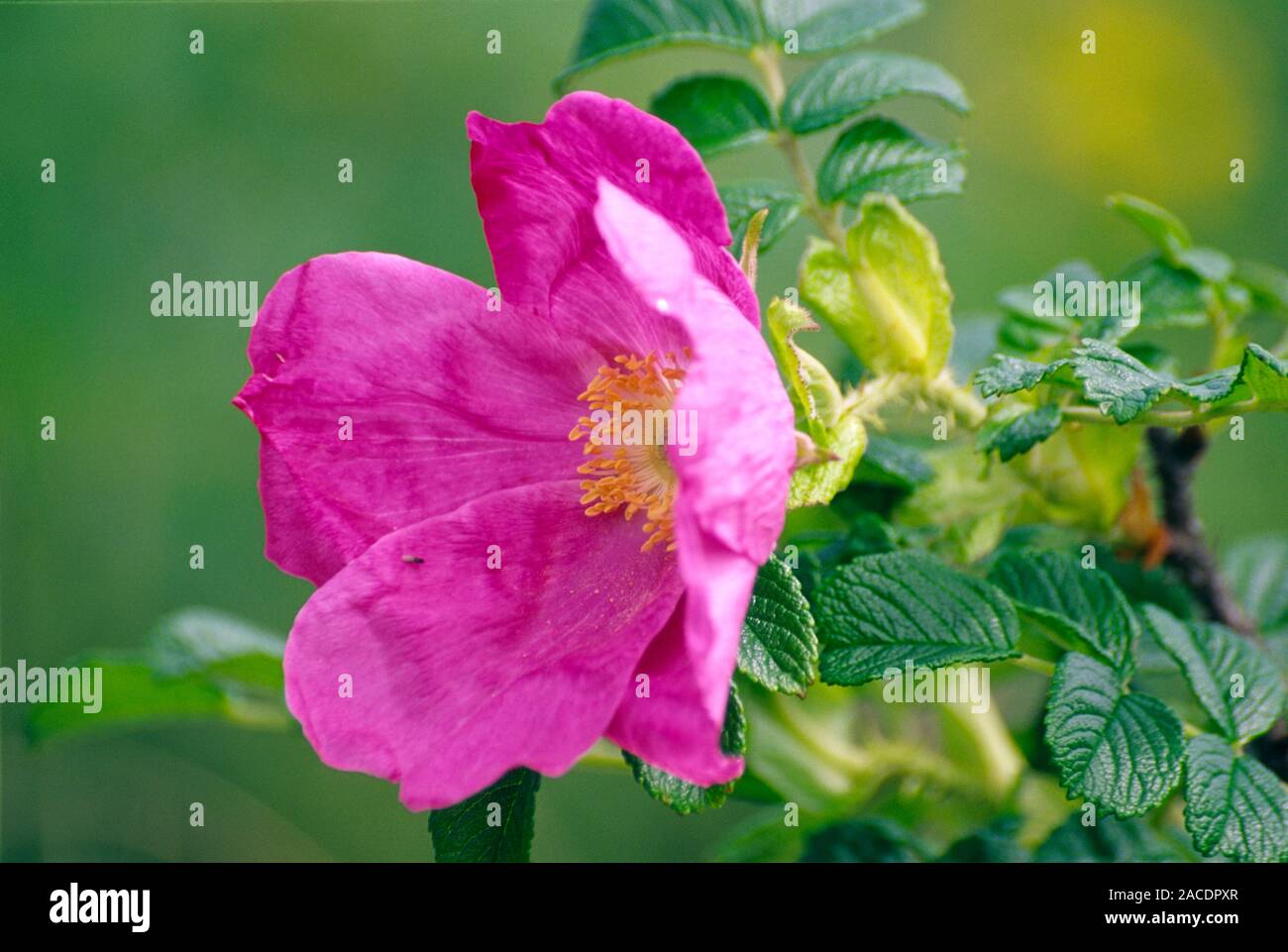 Salt spray rose flower (Rosa rugosa). Photographed in Russia Stock ...