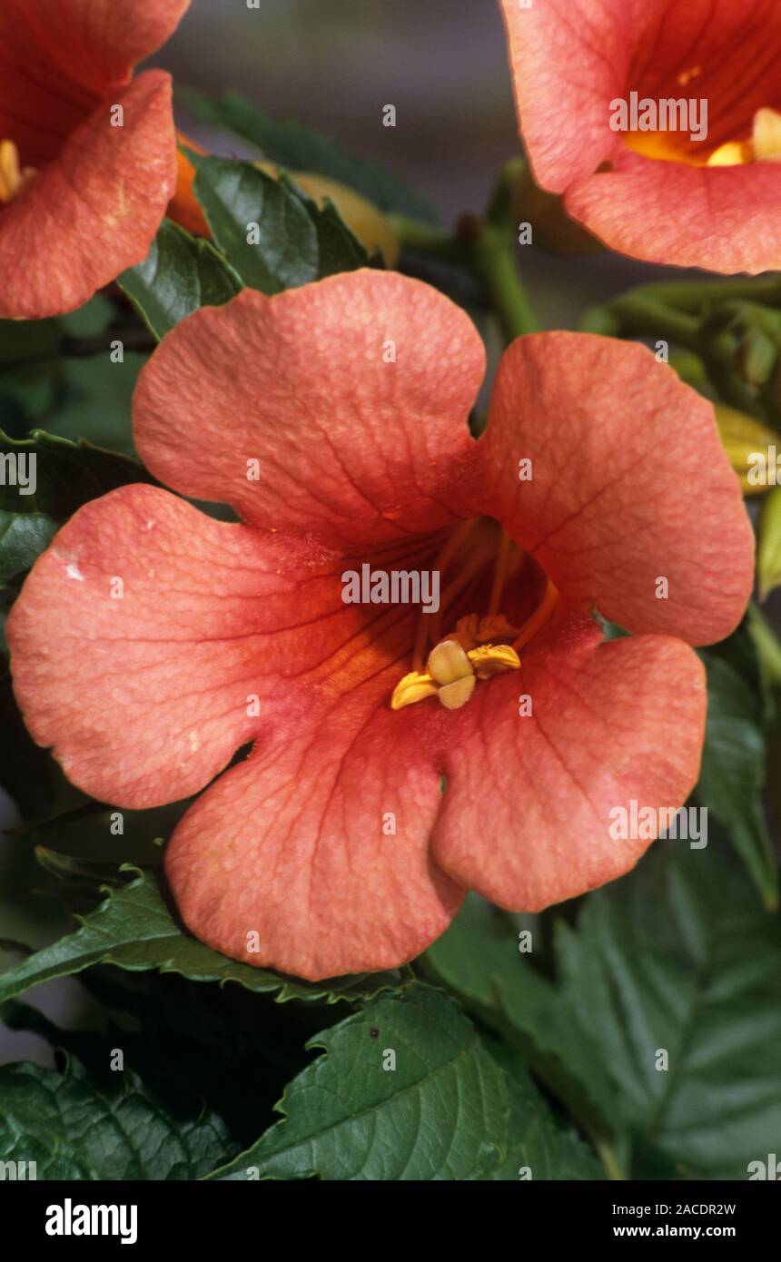 Trumpet creeper (Campsis radicans). This is a vine native to the south ...