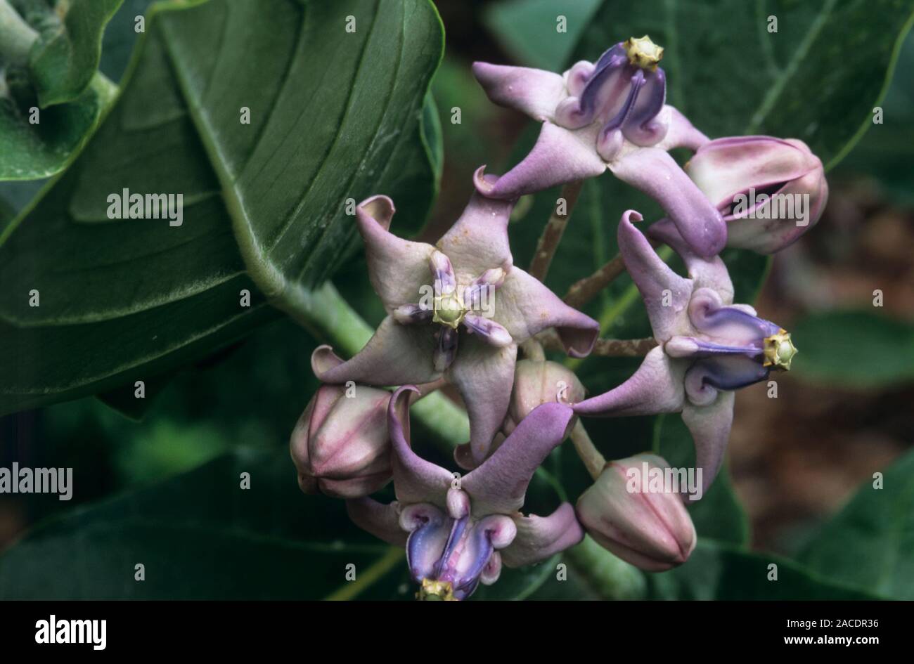 Crown plant (Calotropis gigantea) flowers. This shrub is native to ...