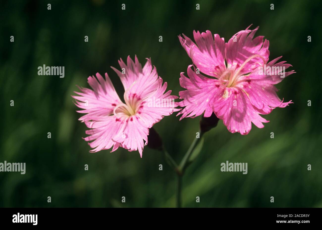 Cheddar pink flowers (Dianthus gratioanopolitanus 'Bath's Pink ...