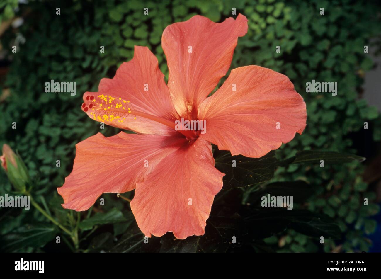 Hibiscus sp. dwarf hybrid flower Stock Photo - Alamy