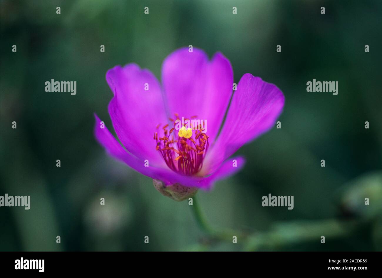 Red maid flower (Calandrinia ciliata). Photographed in August in Oxford ...