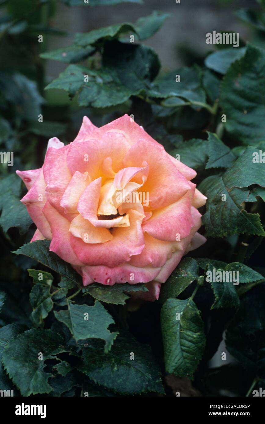 Rose flower (Rosa 'Britannia' Stock Photo - Alamy