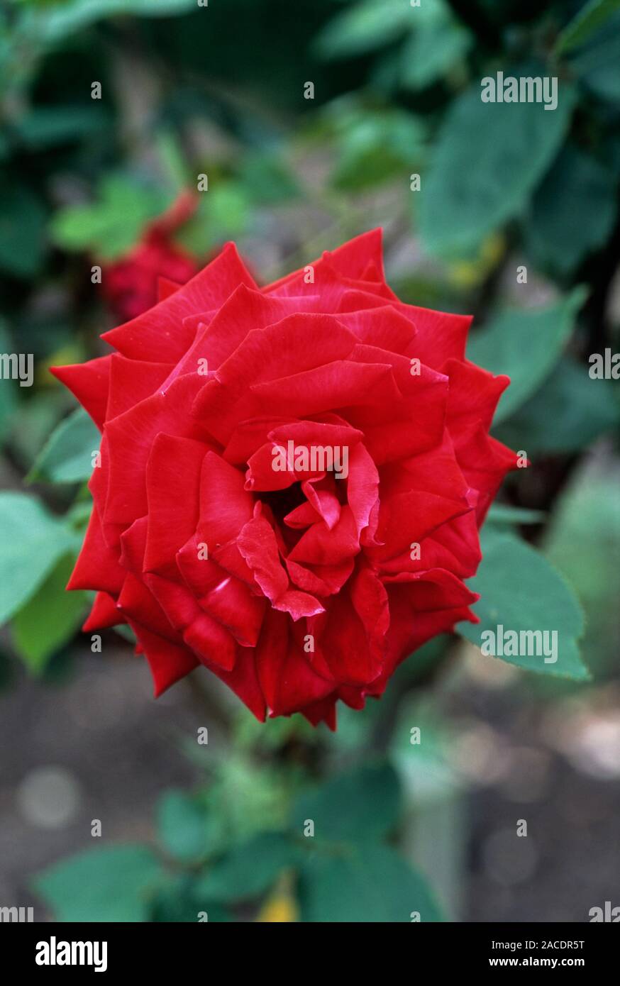 Rose flower (Rosa 'Ruby Wedding' Stock Photo - Alamy