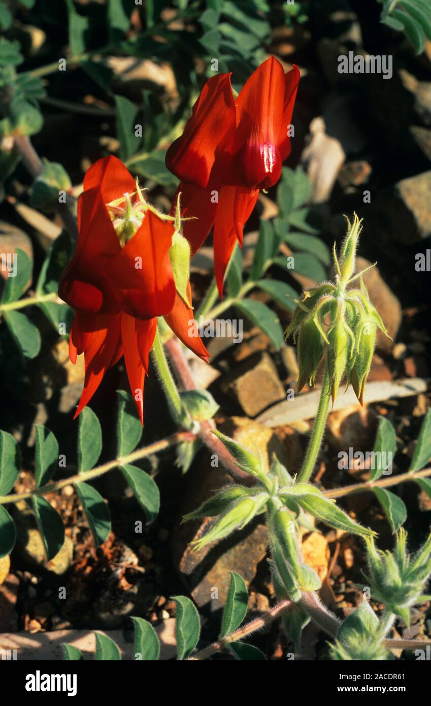 Sturt's desert pea flowers (Swainsona formosa). The flower of this ...