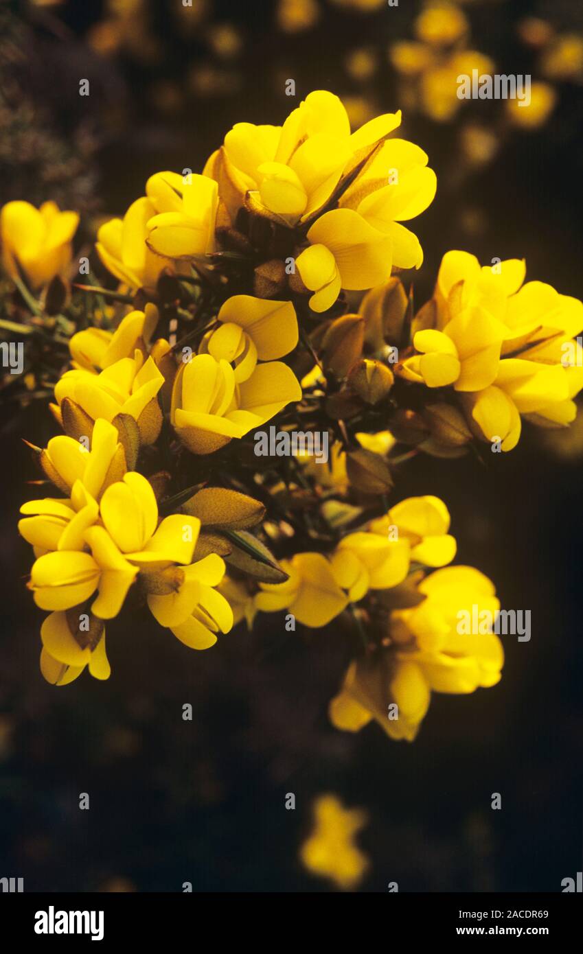 Common gorse flowers (Ulex europaeus) growing by a road. Photographed ...