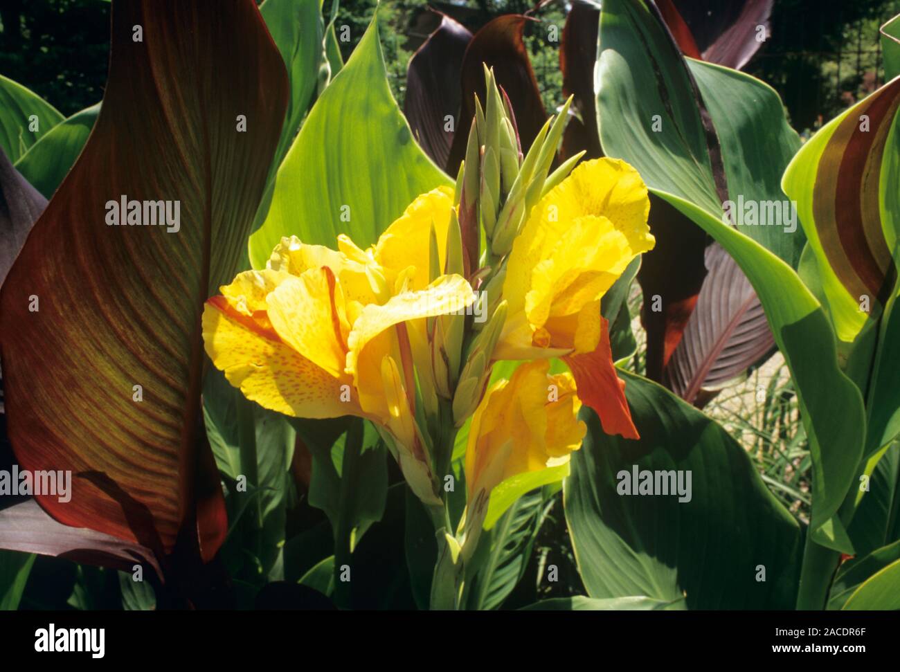 Canna lily flowers (Canna x generalis 'Cleopatra'). Photographed at ...