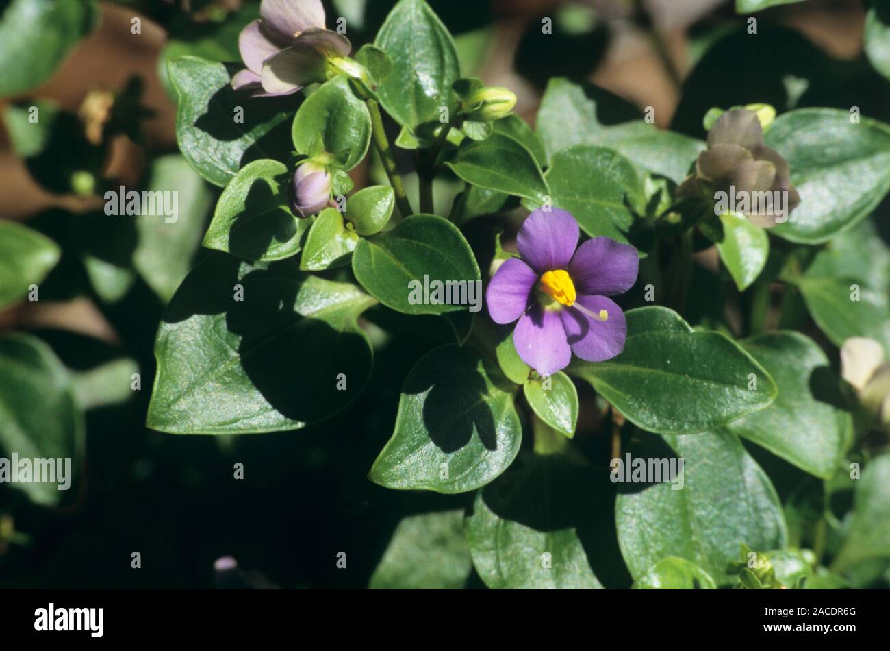 Persian violet flower (Exacum affine). Photographed at Harry P. Leu ...