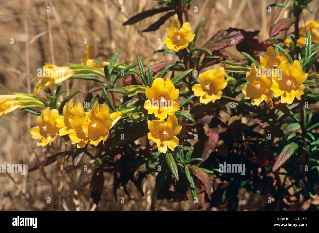 Bush monkeyflower flowers (Mimulus aurantiacus). Photographed at Tilden Regional Park, Berkeley ...