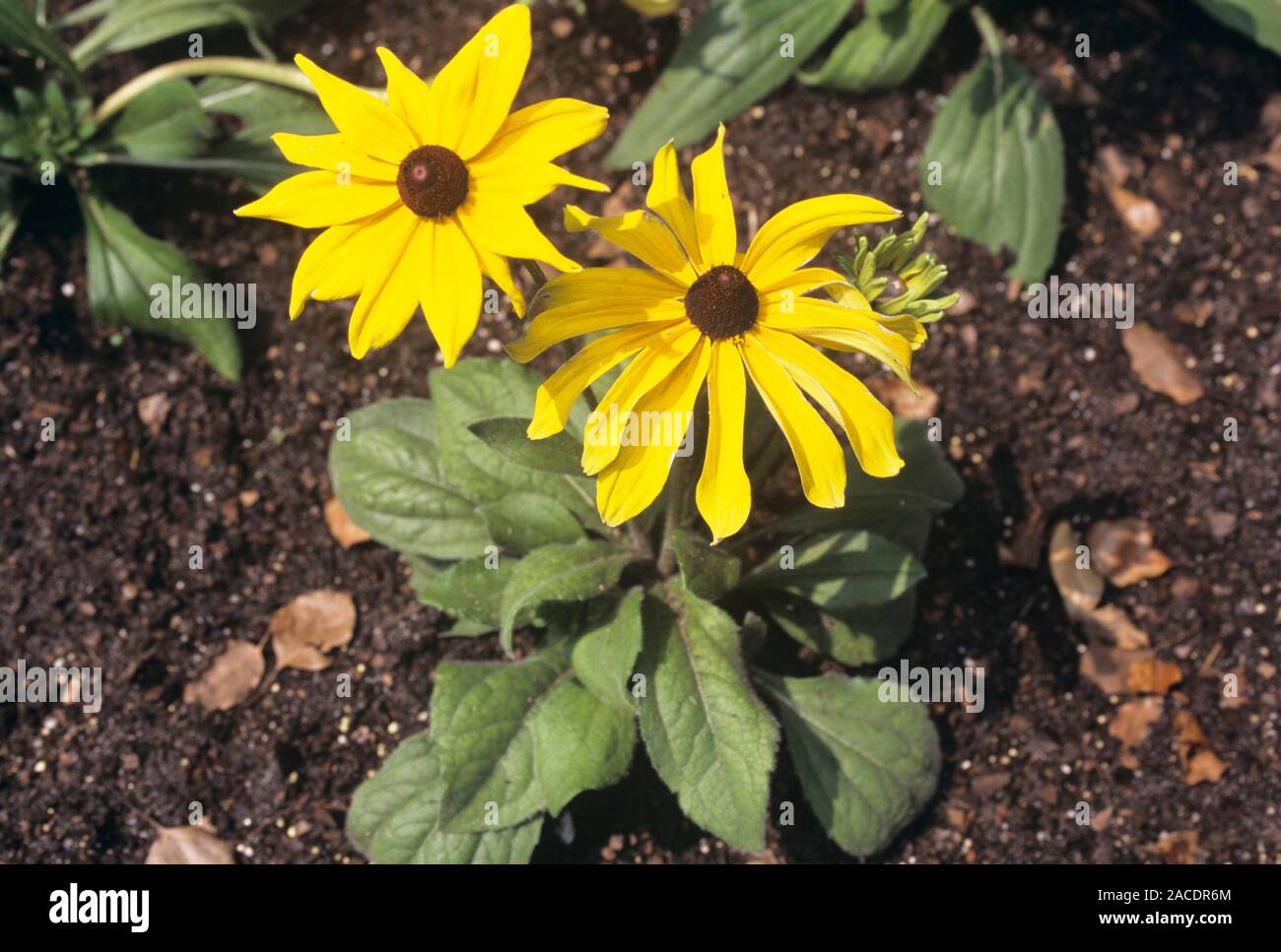 Black-eyed Susan (Rudbeckia hirta 'Indian Summer'). Photographed at ...