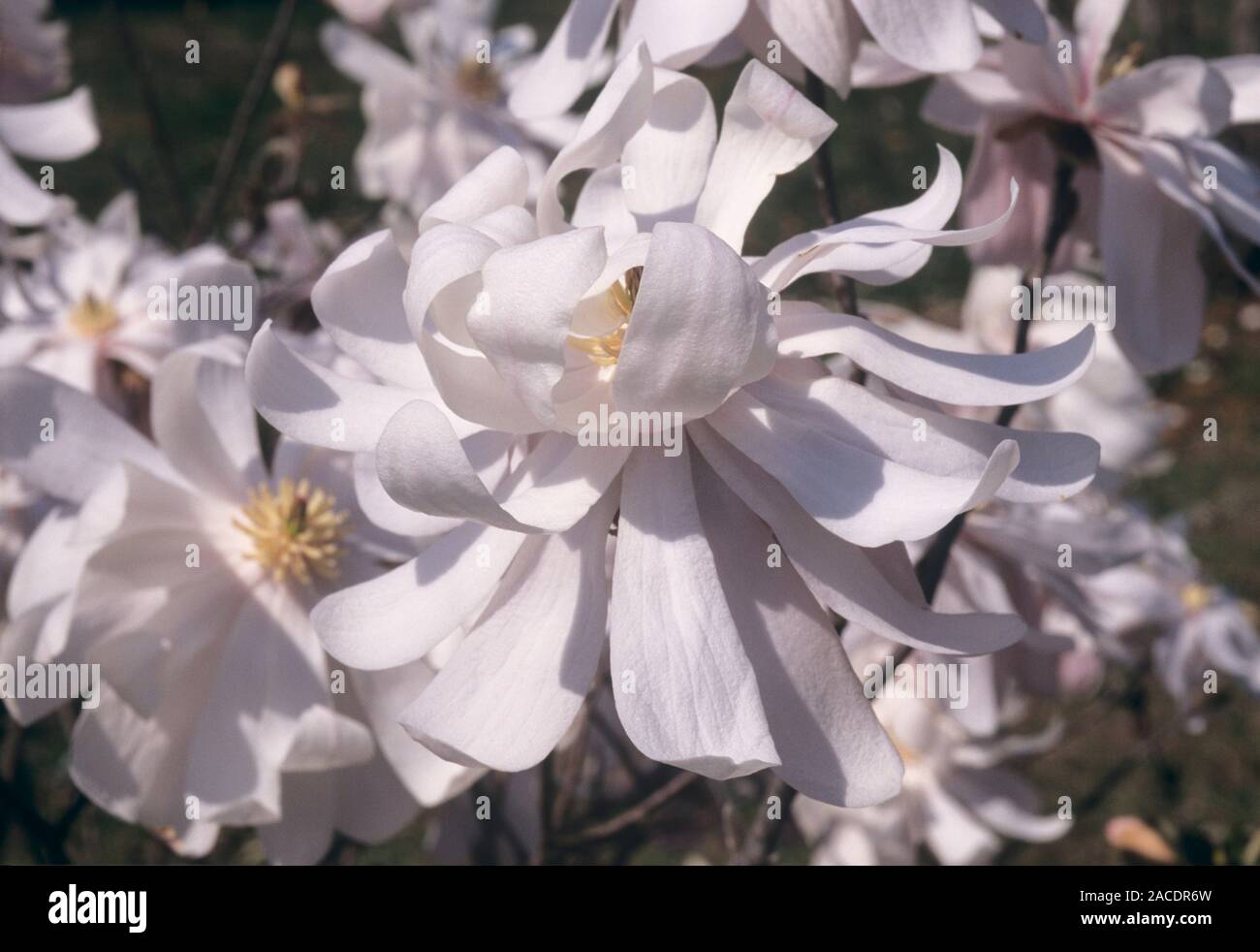 Star magnolia flower (Magnolia stellata). Photographed at the State ...