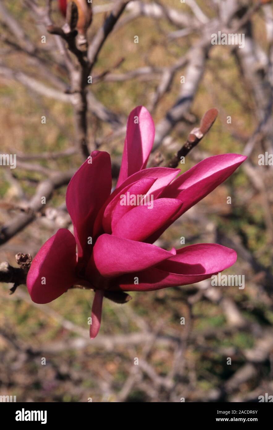 Purple lily magnolia flower (Magnolia liliflora 'Nigra'). Photographed ...