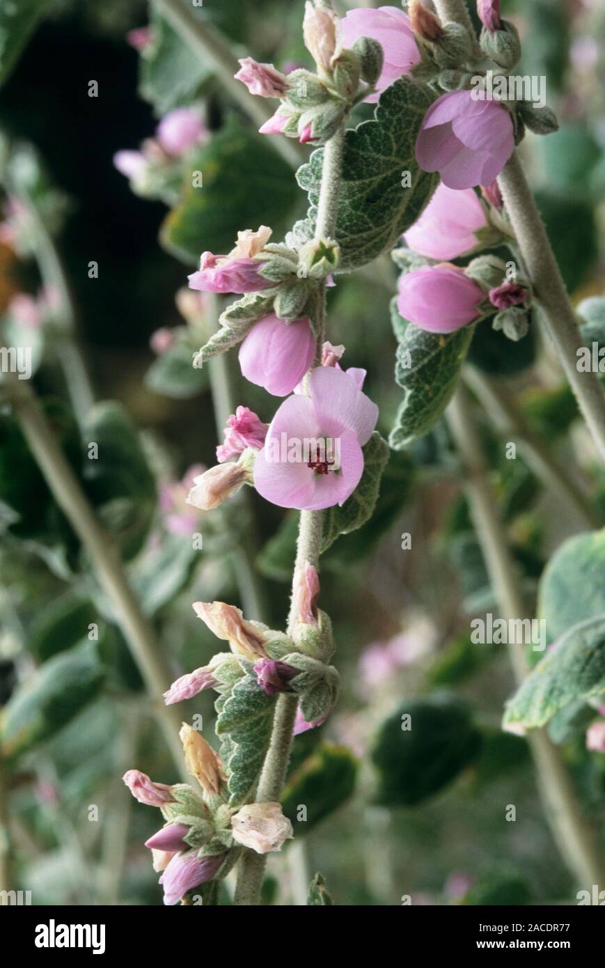 Davidson's bush mallow flowers (Malacothamnus davidsonii). Photographed ...