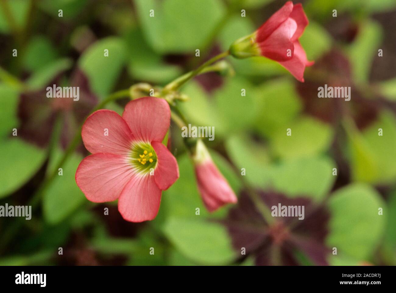 Wood sorrel flowers (Oxalis deppei). Wood sorrel is also known as lucky ...