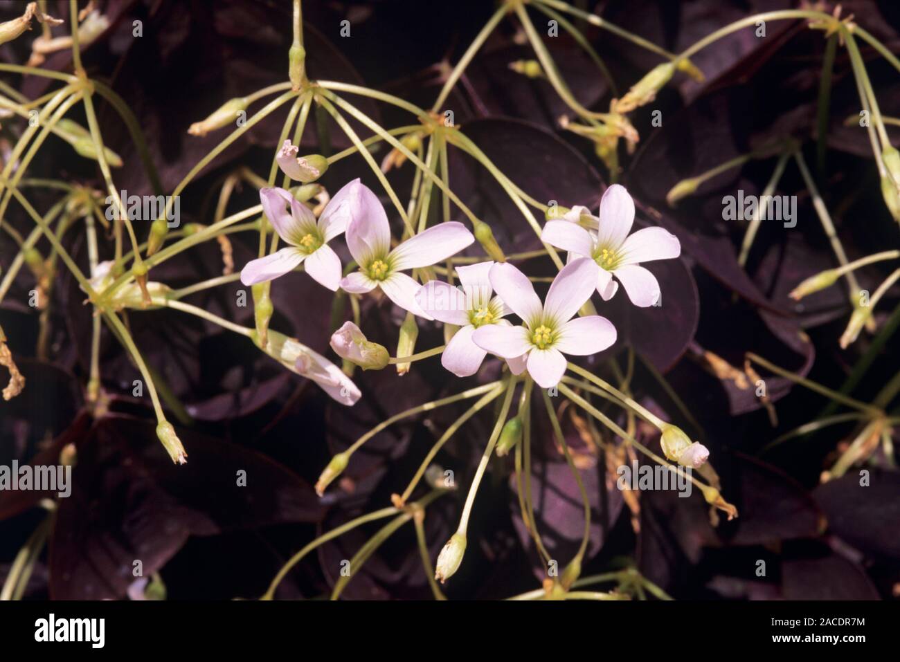Redwood sorrel flowers (Oxalis lasiandra). Photographed at Atlanta ...