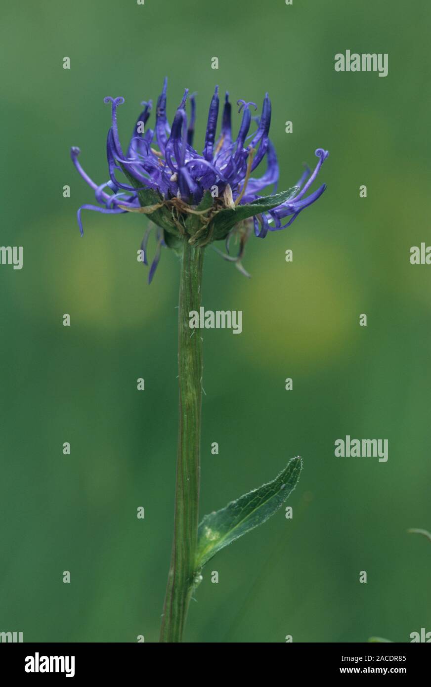 Round-headed rampion flower (Phyteuma orbiculare Stock Photo - Alamy