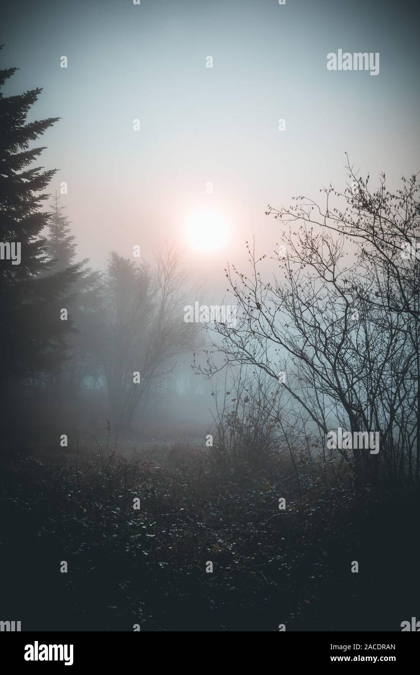 foggy forest on cold morning during the sunrise Stock Photo - Alamy