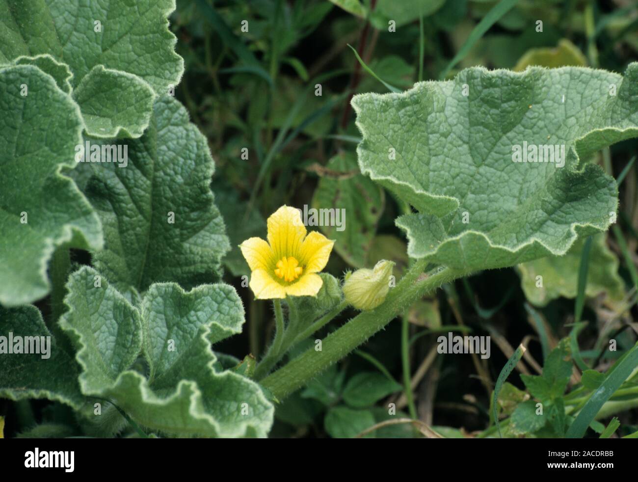 Squirting cucumber flower (Ecballium elaterium). Photographed in march ...