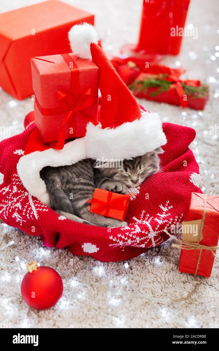 Christmas presents. Christmas cat kitten wearing Santa Claus hat ...
