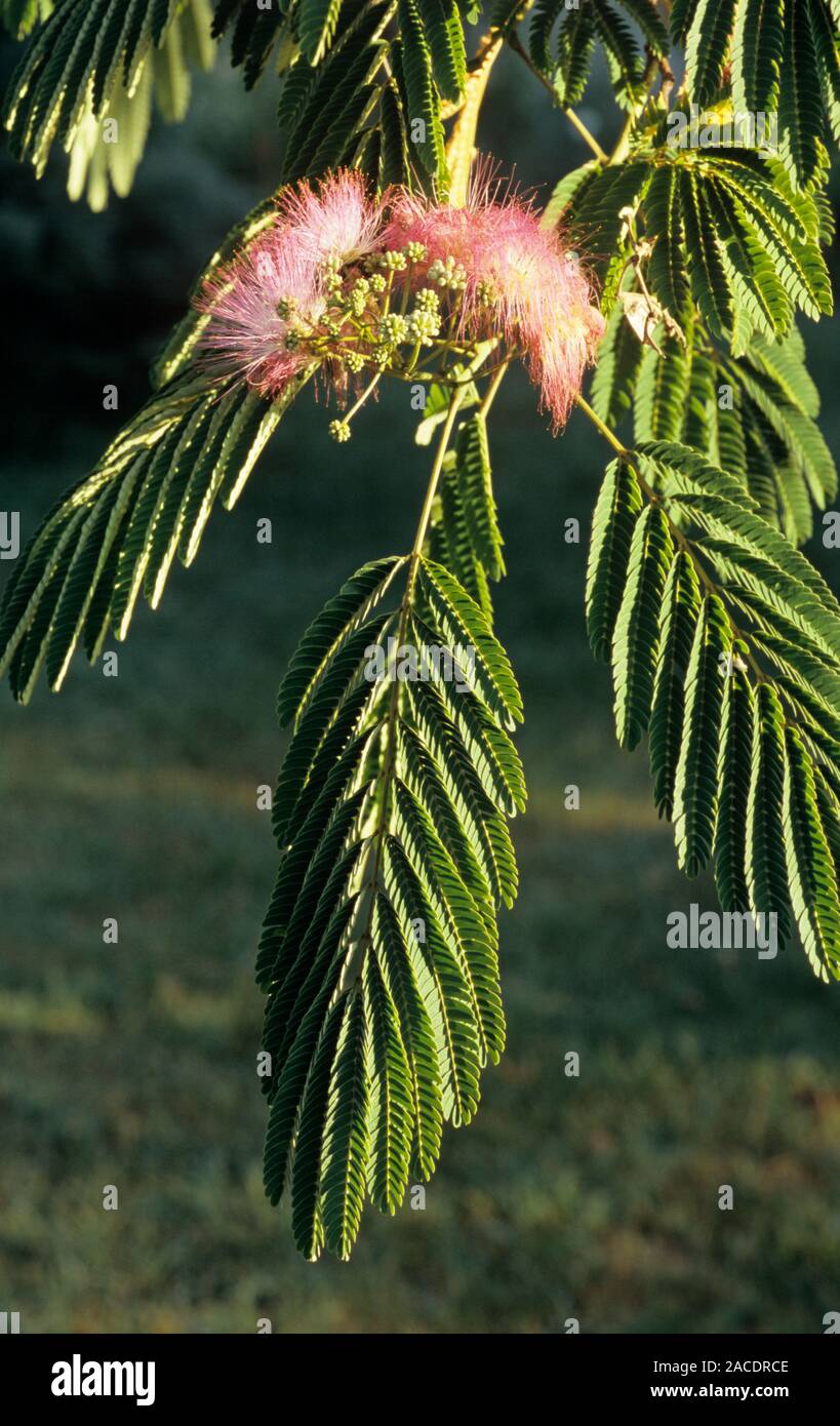 Silk tree (Albizia julibrissin) stamens and flower buds Stock Photo - Alamy