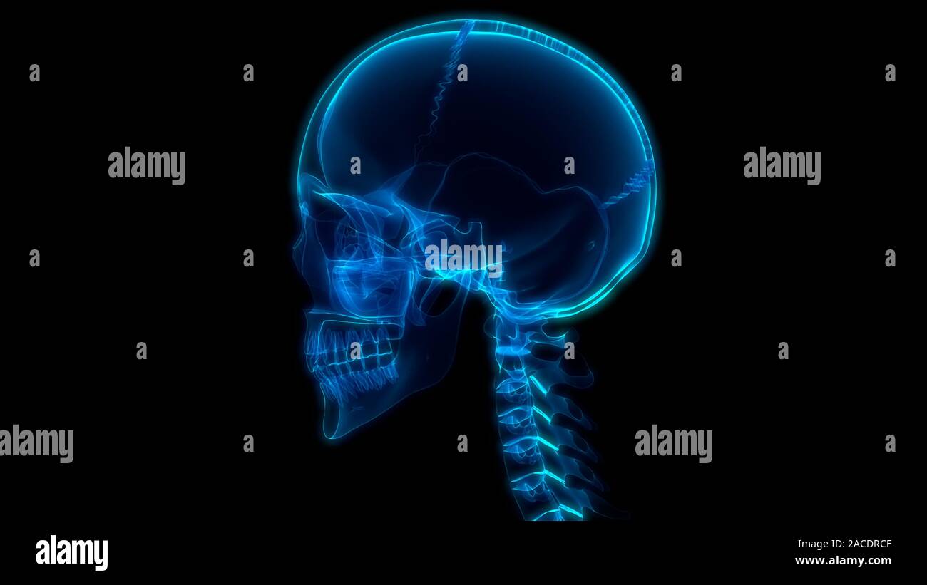 Human Skeleton System Skull Bone Joints Anatomy Stock Photo - Alamy