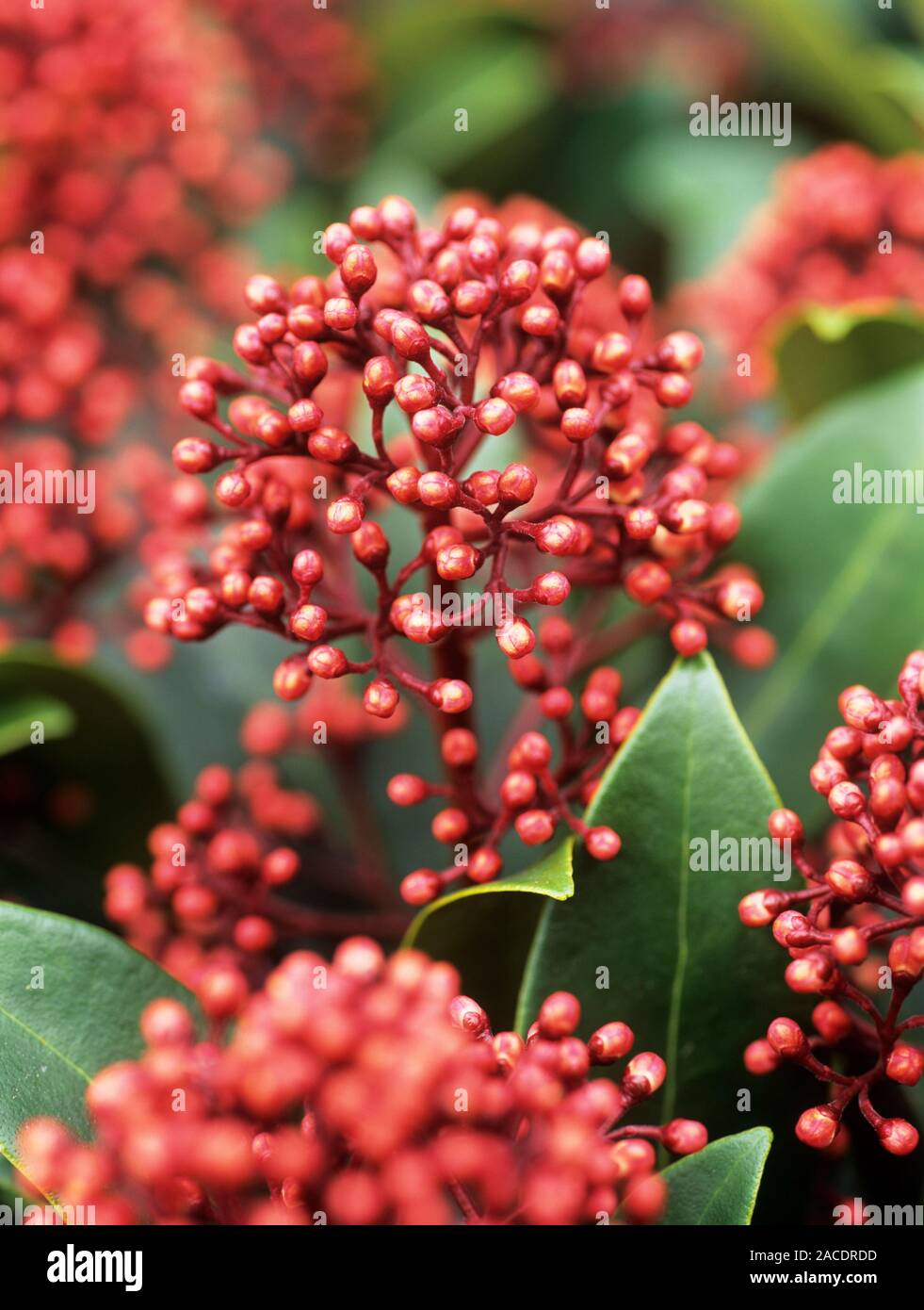 Skimmia (Skimmia japonica 'Rubella') male flower buds Stock Photo - Alamy
