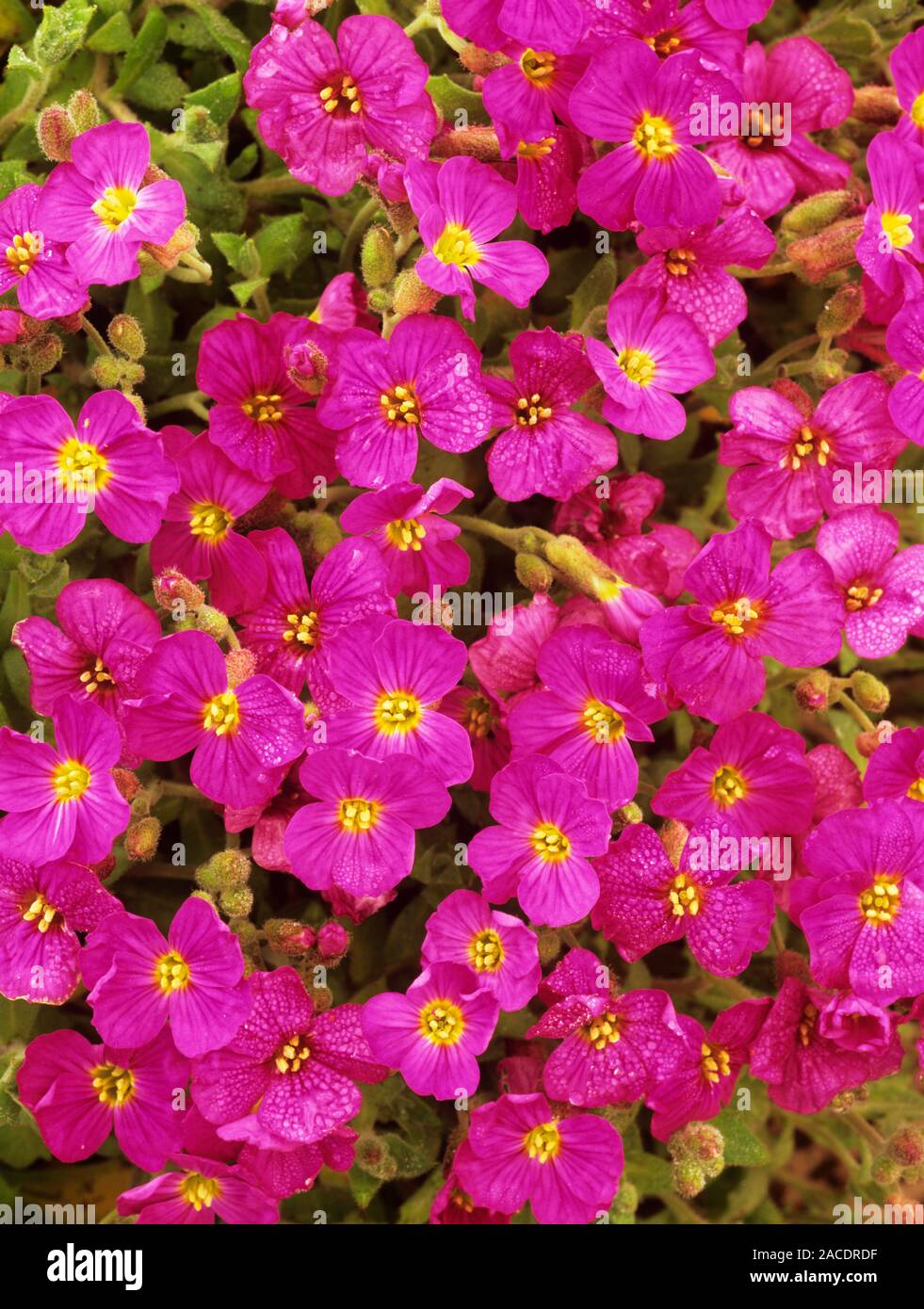 Aubrieta (Aubrieta 'Royal Red') flowers Stock Photo - Alamy