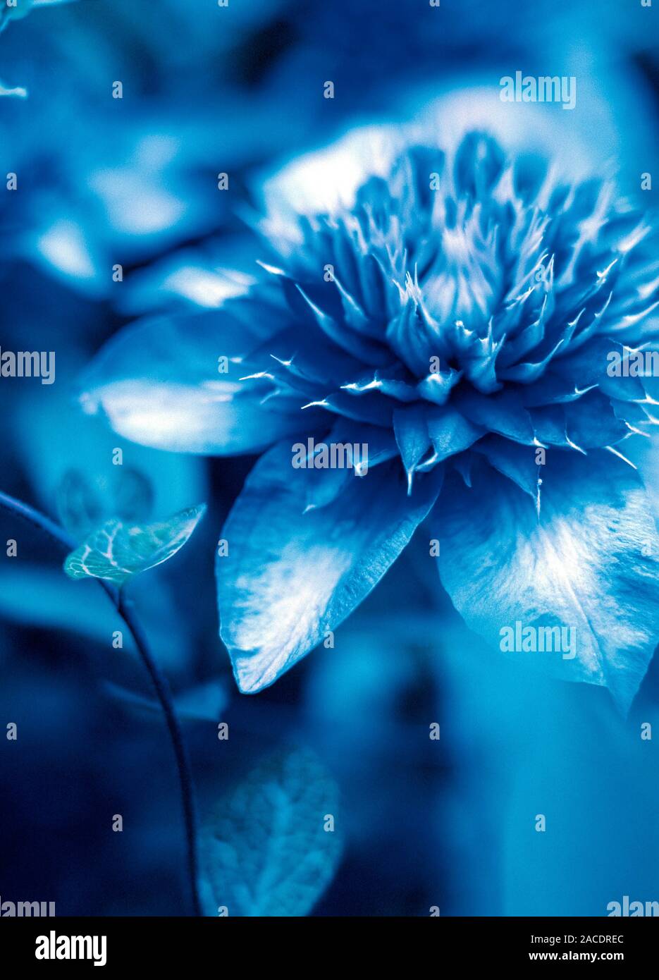 Clematis flower (Clematis sp.). Photographed in the UK, in summer Stock ...