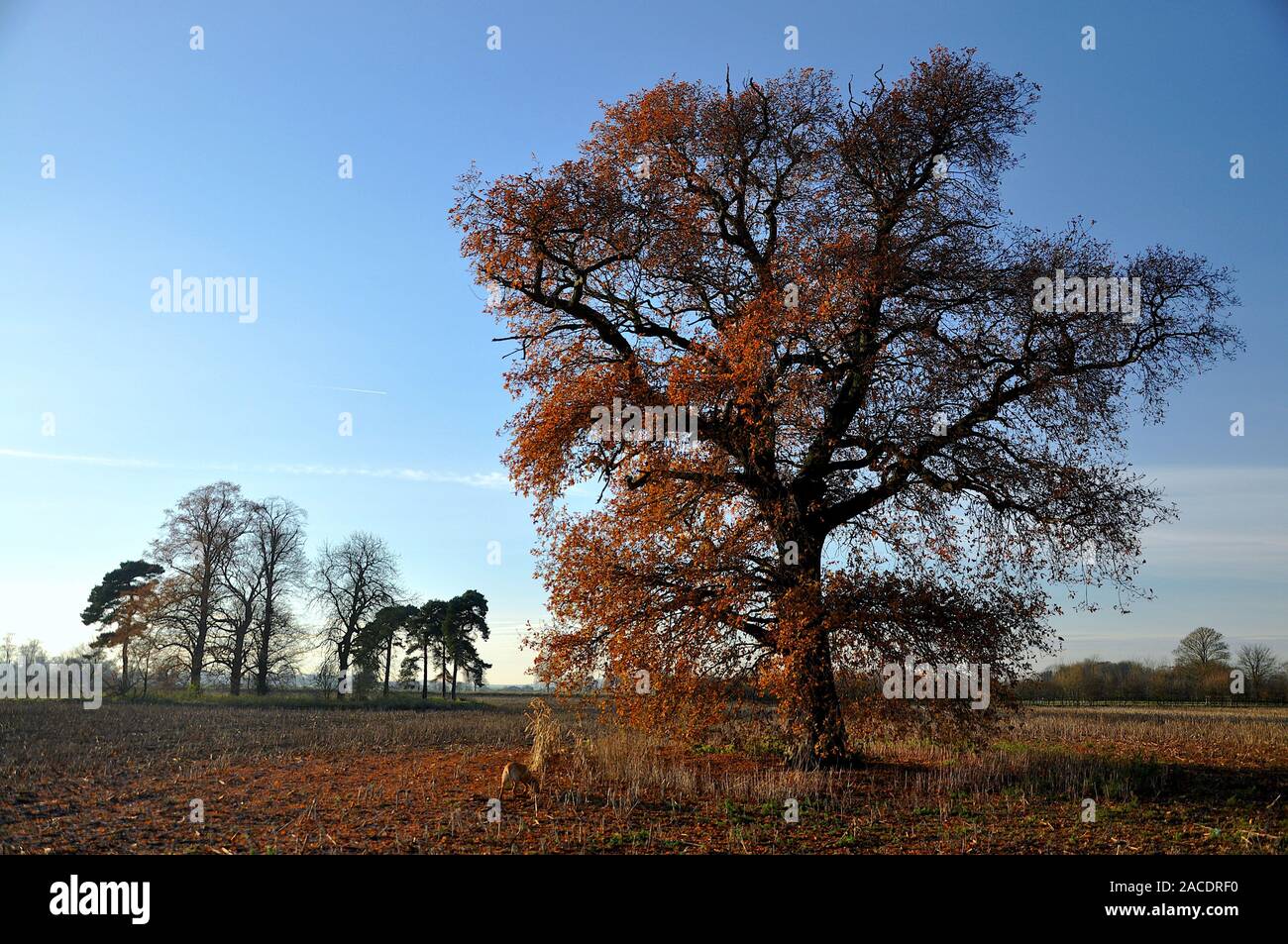The grantham oak hi-res stock photography and images - Alamy