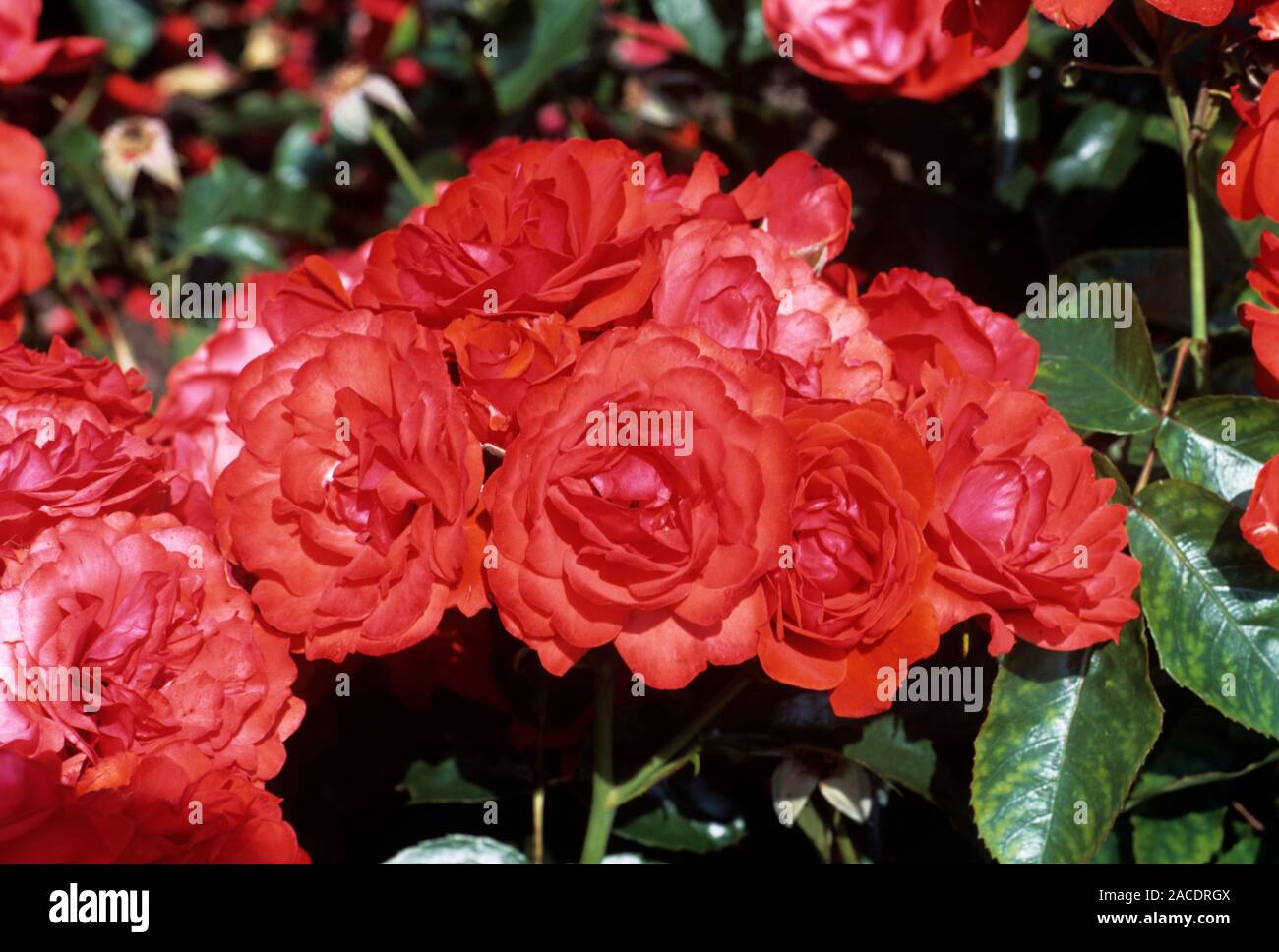 Rose (Rosa 'Trumpeter') flowers Stock Photo - Alamy