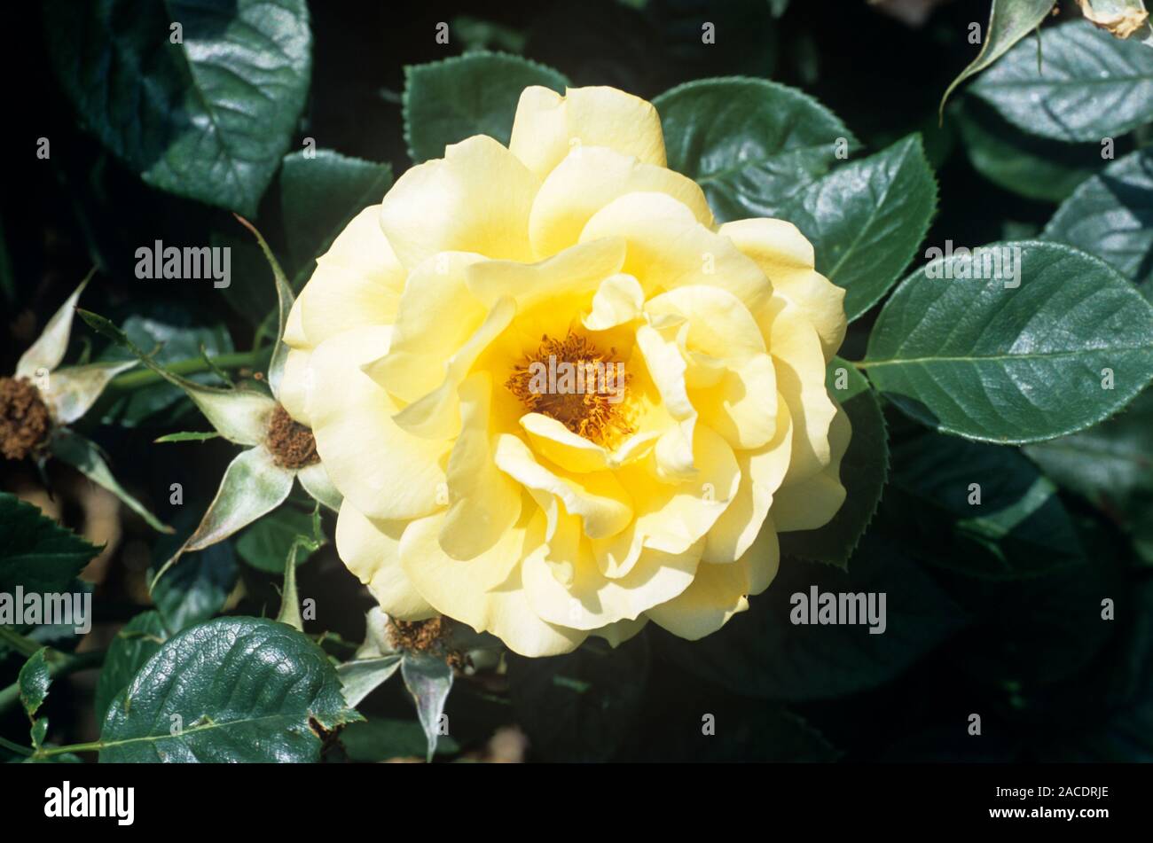 Rose (Rosa 'Arthur Bell') flower Stock Photo - Alamy