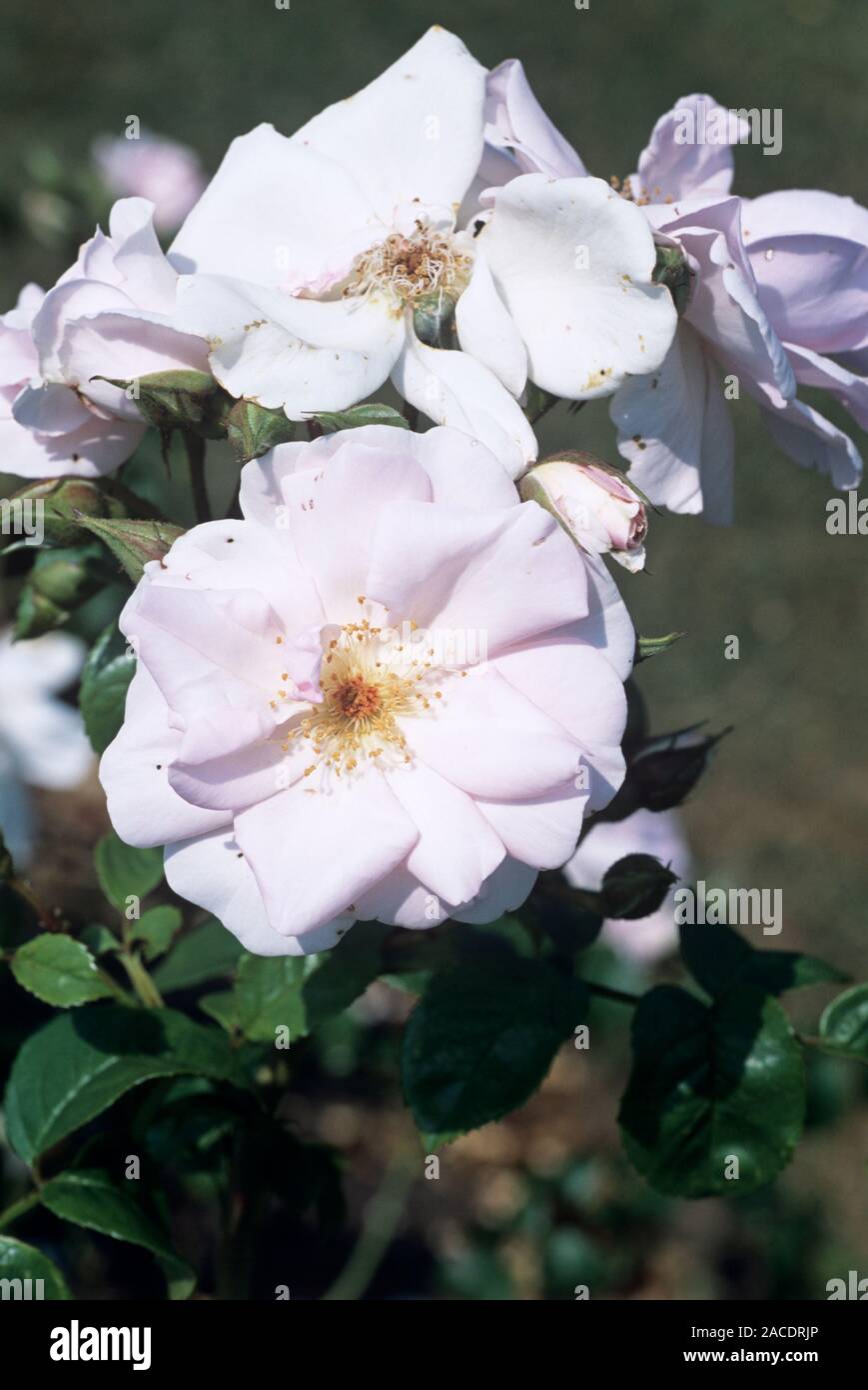 Rose (Rosa 'City of London') flowers Stock Photo - Alamy
