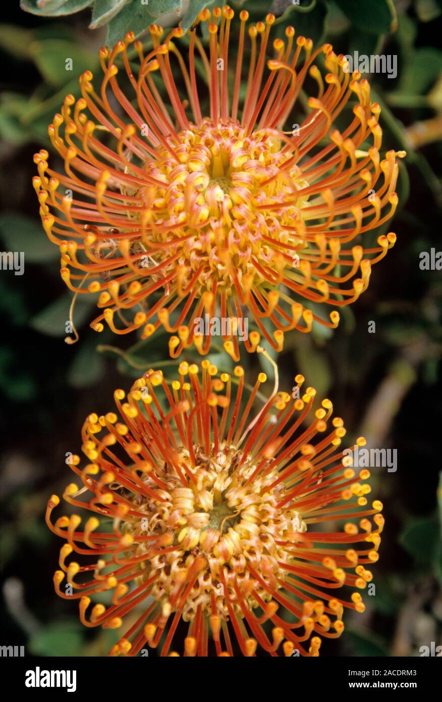 Protea pincushion flowers (Leucospermum sp.). This flowering plant is ...